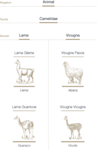 About Alpaca – Why Alpaca