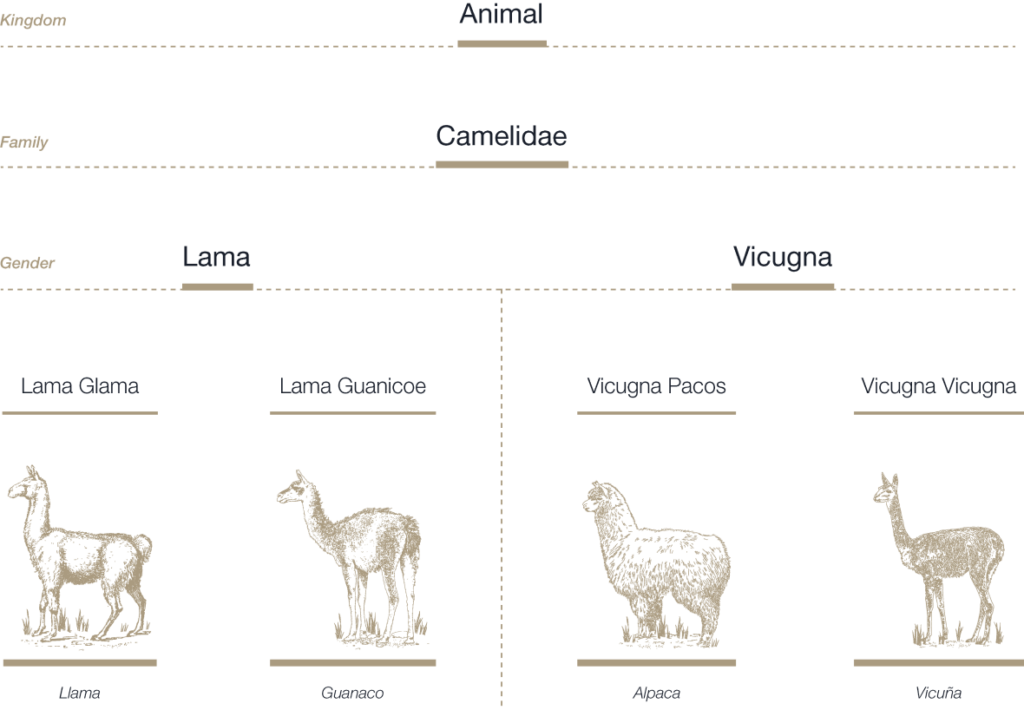 About Alpaca – Why Alpaca