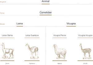 About Alpaca – Why Alpaca